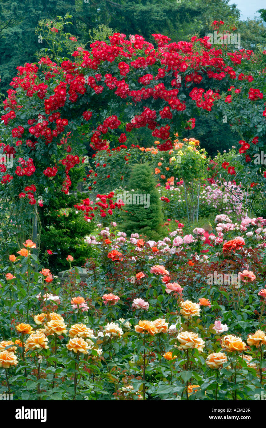 Rose garden hi-res stock photography and images - Alamy