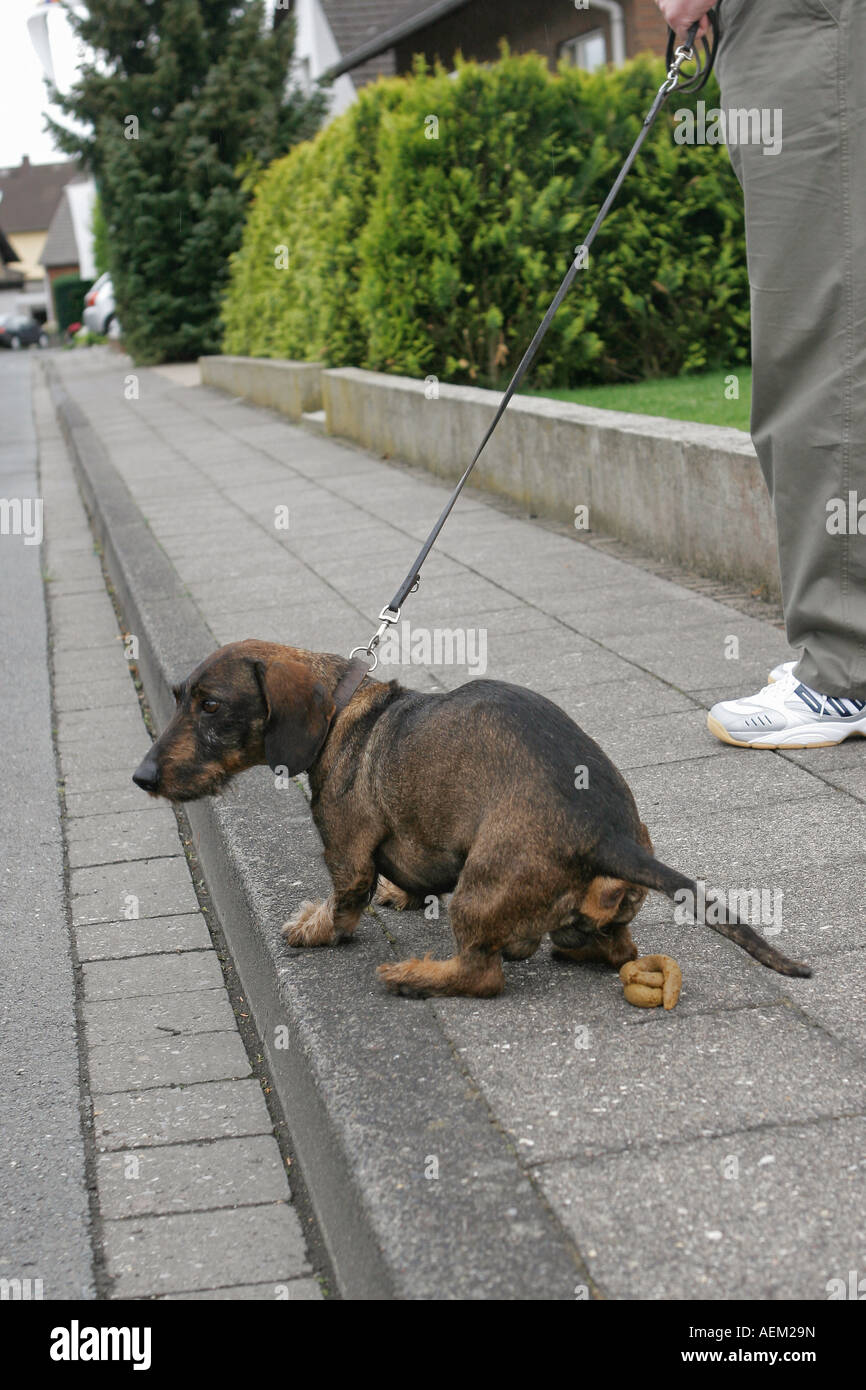 wire-haired dachshund - pooping Stock Photo - Alamy