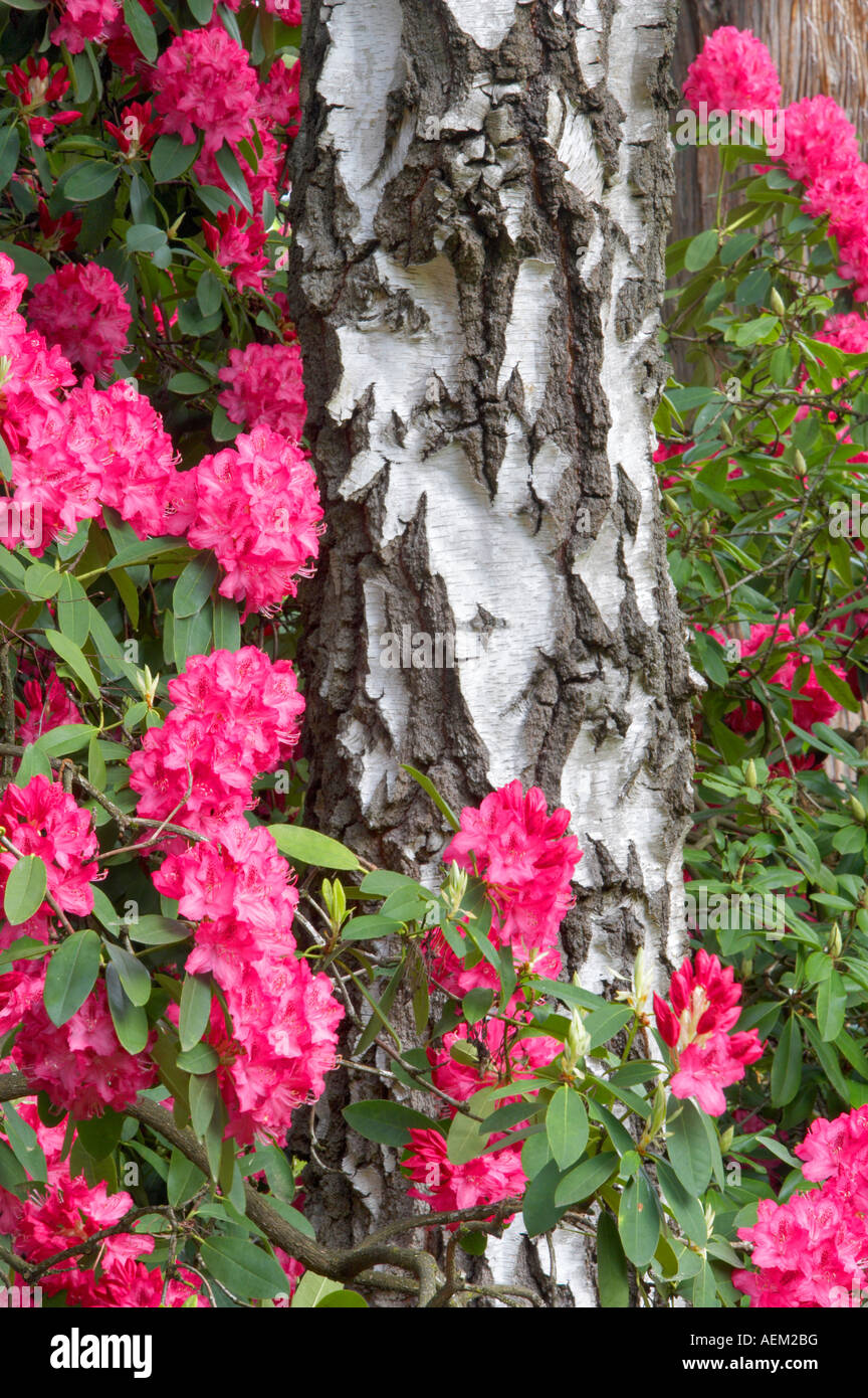 Rhododendron bark hi-res stock photography and images - Alamy