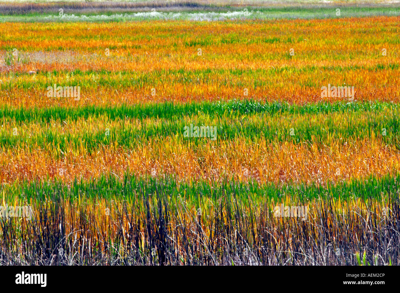 Multi colored grasses Malheur National Wildlife Refuge Oregon grassland ...