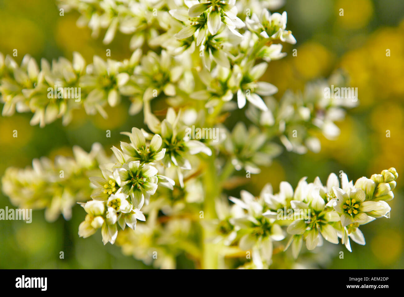 Corn Lily Steens Mountain Oregon Stock Photo - Alamy