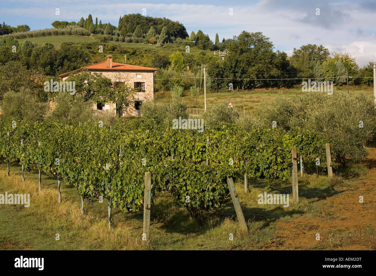 Small grape vineyard and stone farmhouse with tile roof under ...