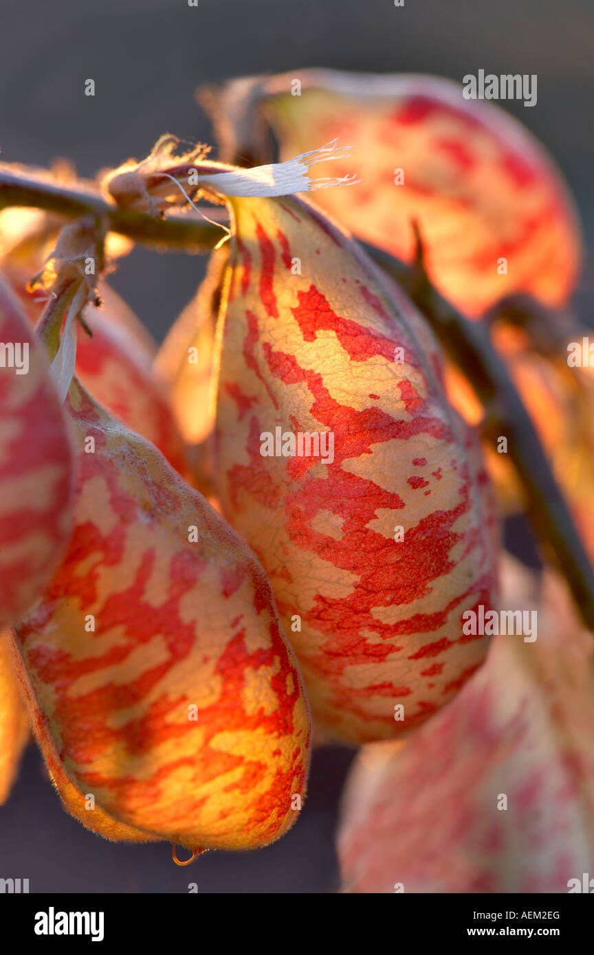 Whitney s Locoweed Astragalus whitneyii wildflower seed pods Steens ...