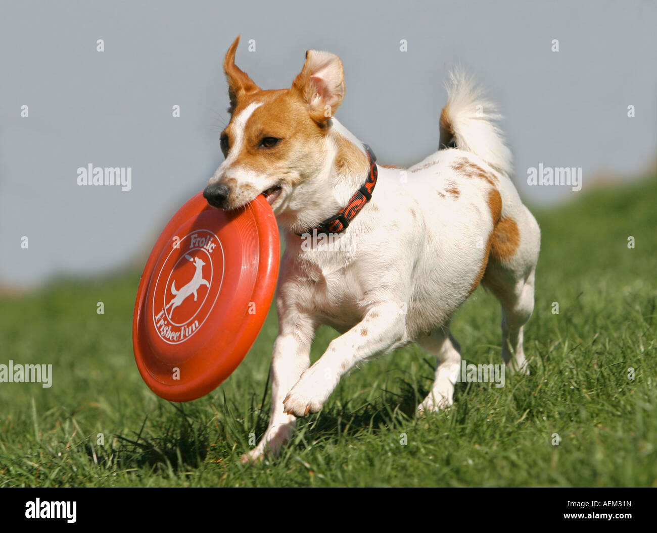 Jack russell terrier frisbee hi-res stock photography and images - Alamy