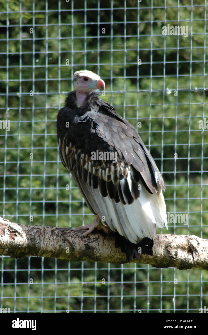Vulture on perch Stock Photo - Alamy