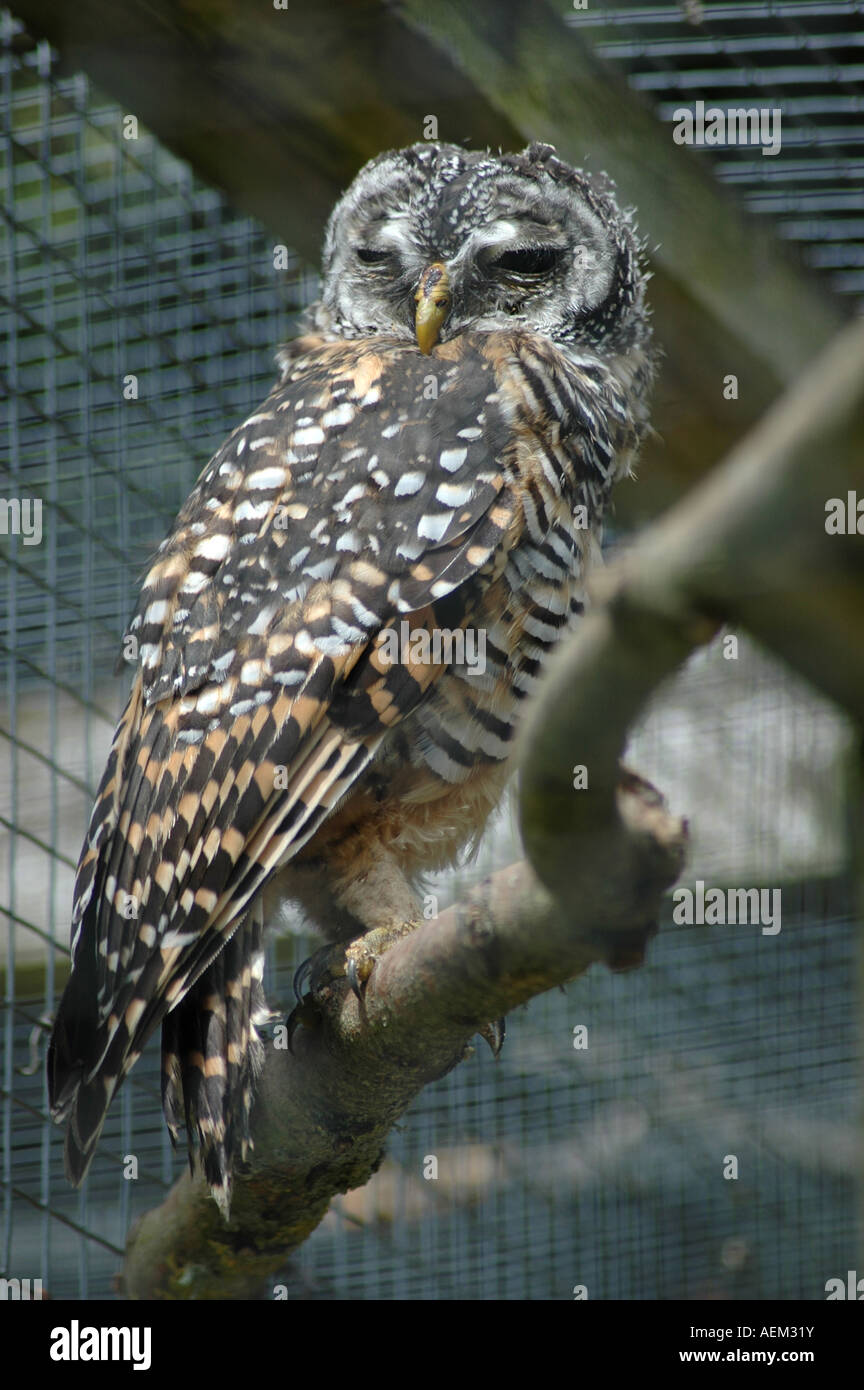 Owl Bird of prey on perch Stock Photo - Alamy