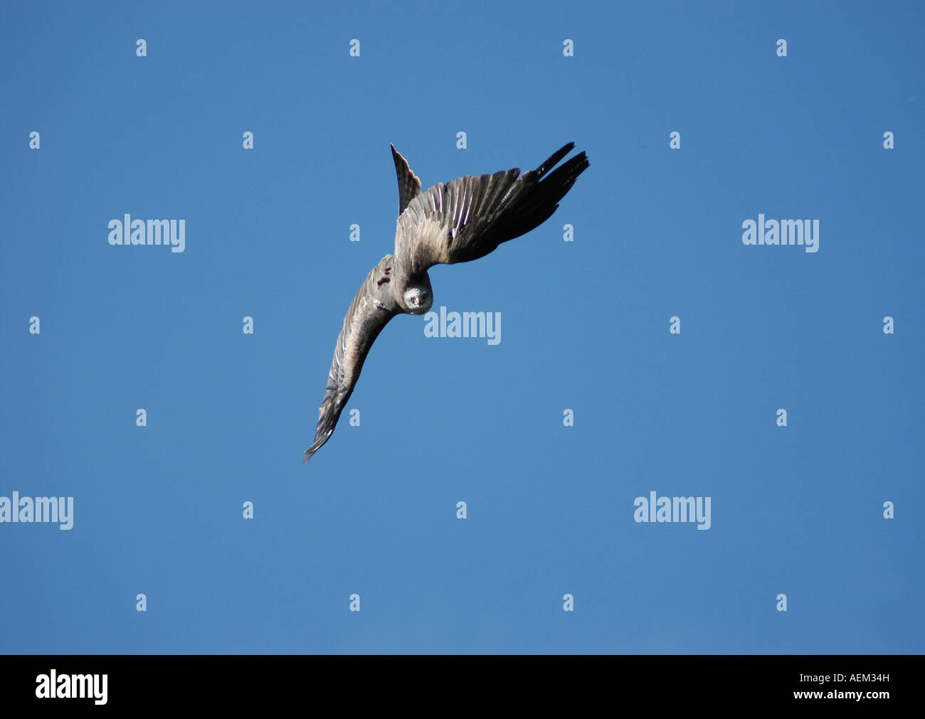 Bird of prey soaring in sky Stock Photo - Alamy