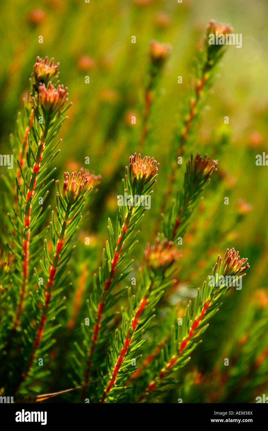 Garrigue vegetation hi-res stock photography and images - Alamy