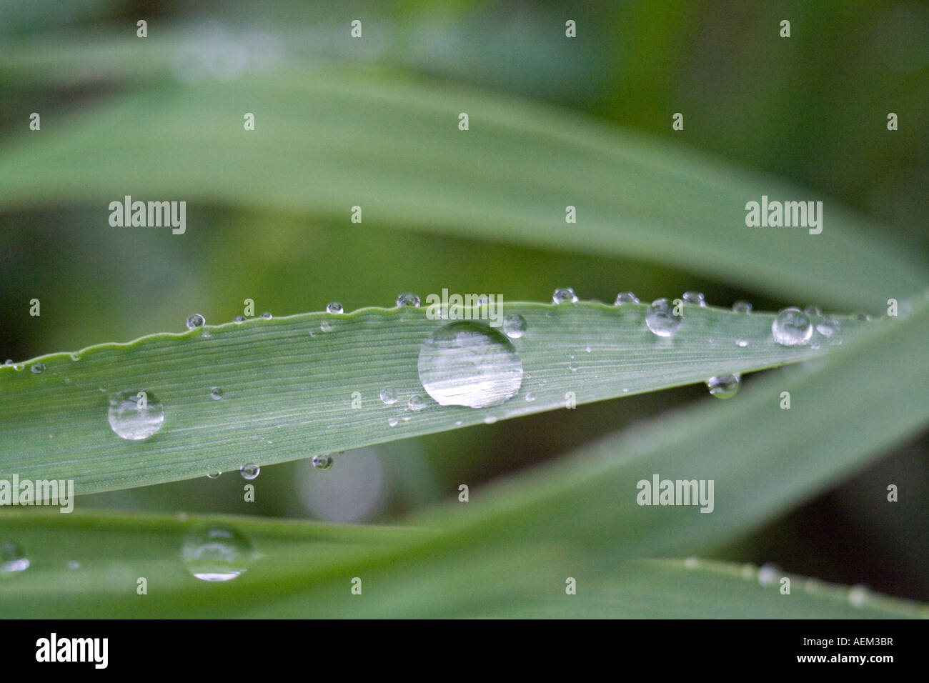 Close-up of water drops on stalk Stock Photo - Alamy