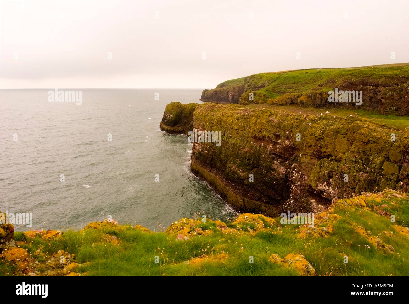Seabirds on Todhead Cliffs beneath the lighthouse Aberdeenshire ...