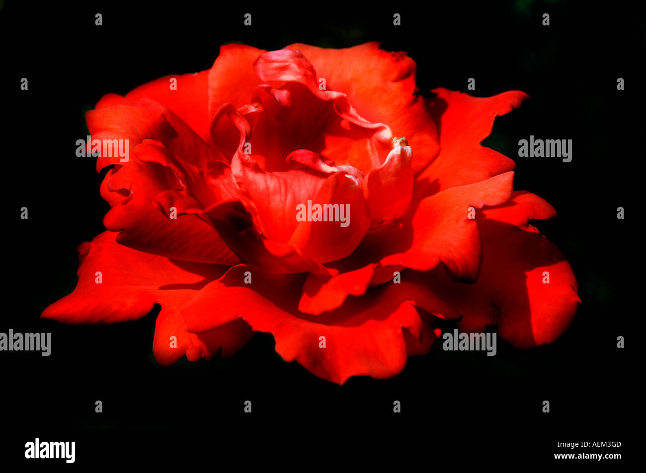 The alexander rose hi-res stock photography and images - Alamy