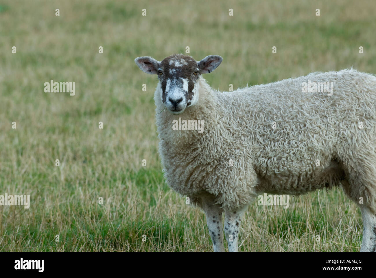 One Sheep looking at viewer Stock Photo - Alamy