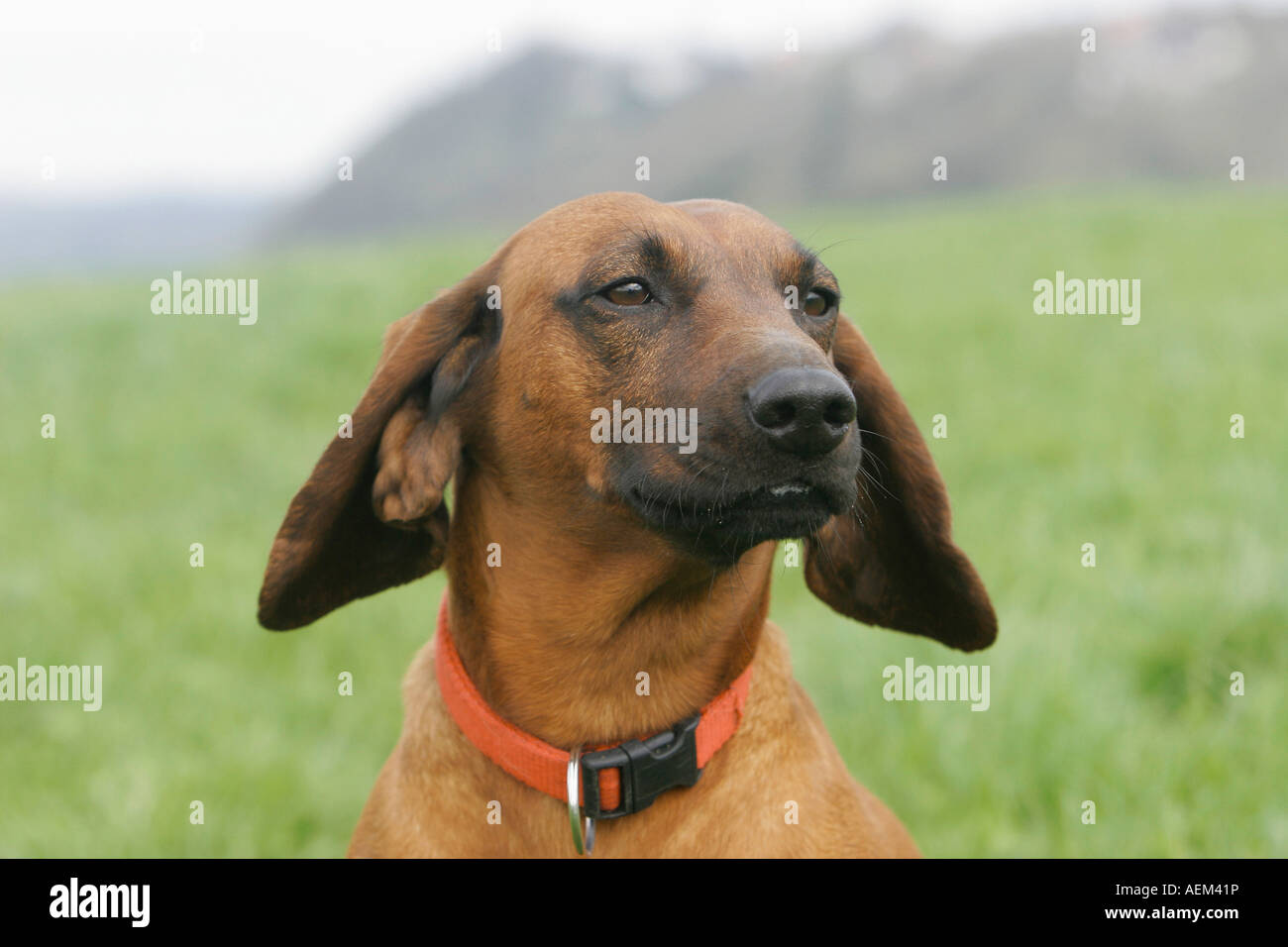 Tyrolean Hound - portrait Stock Photo - Alamy