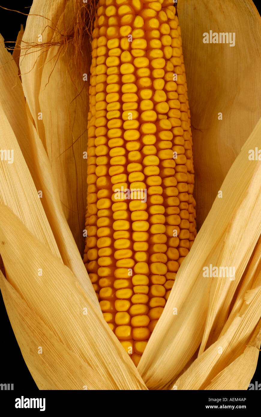 Mature Ear of Corn with opened husk Stock Photo - Alamy