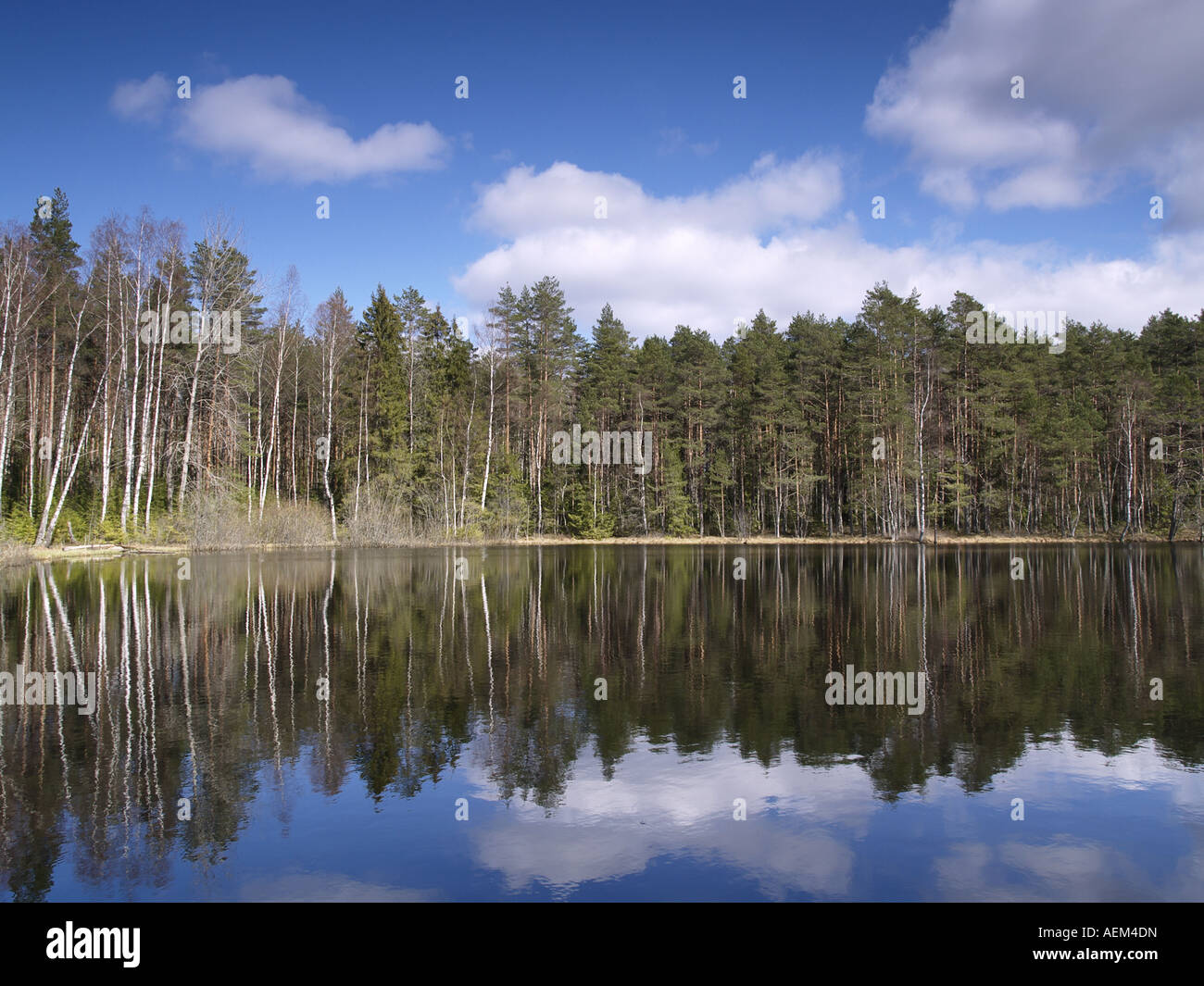 Reflection of forest on water Stock Photo - Alamy