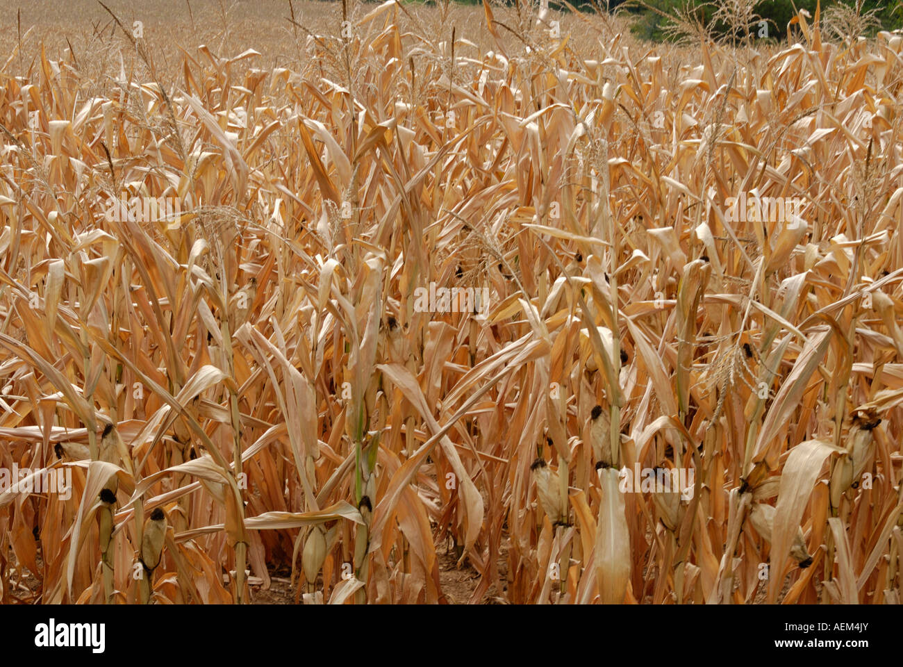 Mature Corn Field, Georgia USA Stock Photo - Alamy