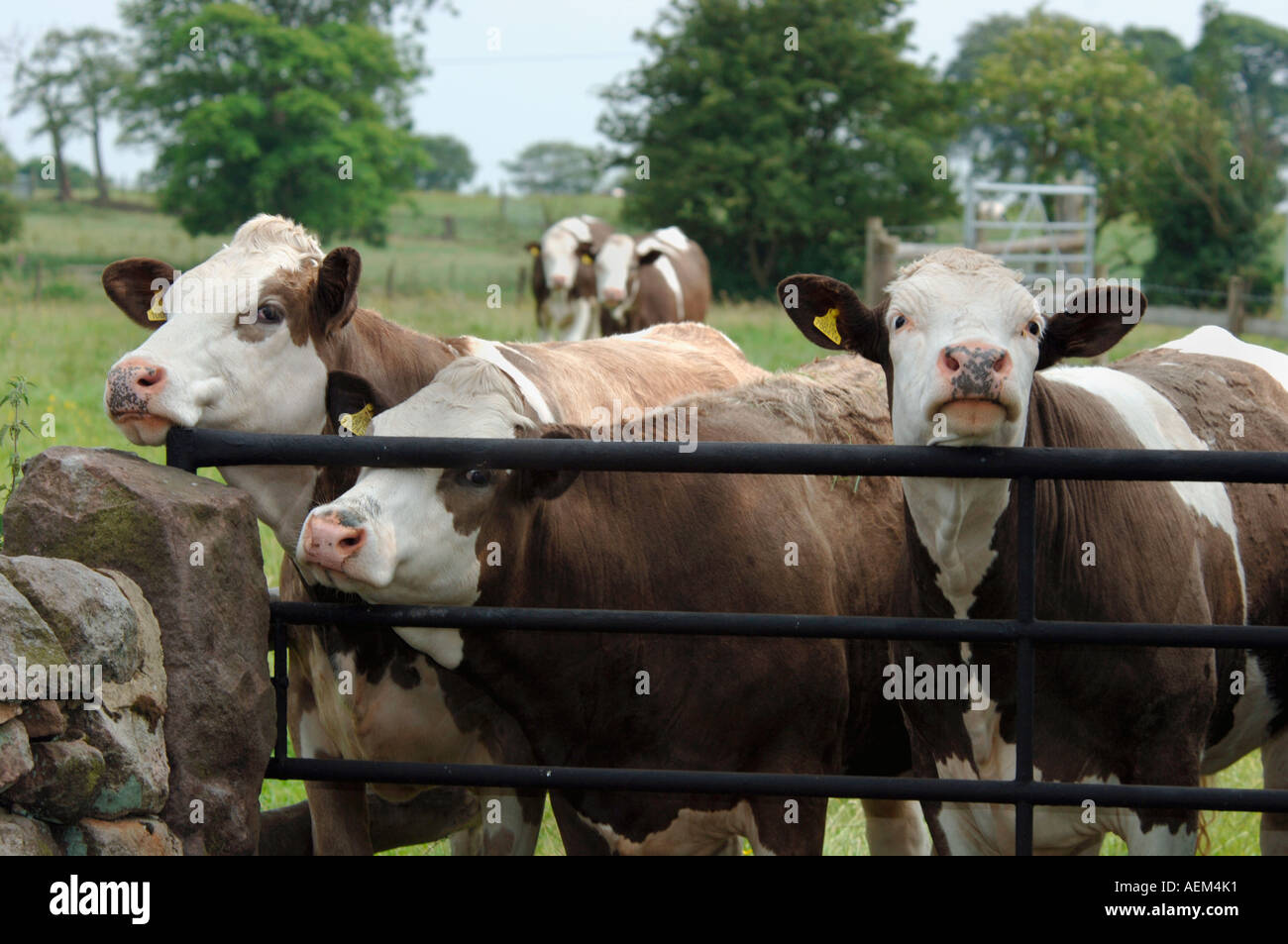 Stop barrier to an open field hi-res stock photography and images - Alamy