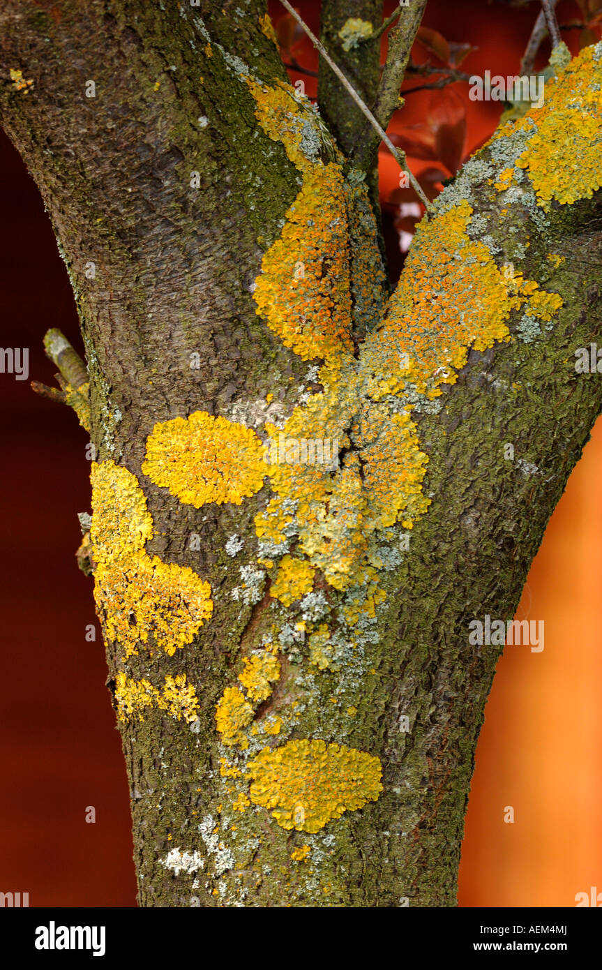 Lichens growth patterns hi-res stock photography and images - Alamy