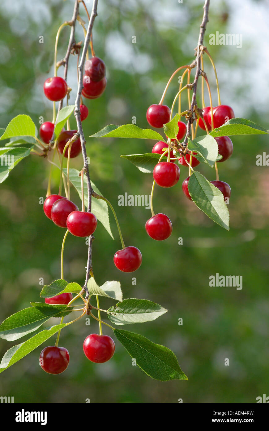 Morello cherry fruit tree hi-res stock photography and images - Alamy