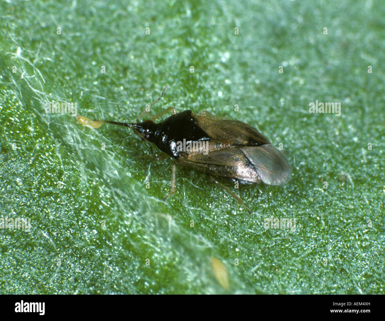 Predatory flower bug Orius majusculus feeding on western flower thrip ...
