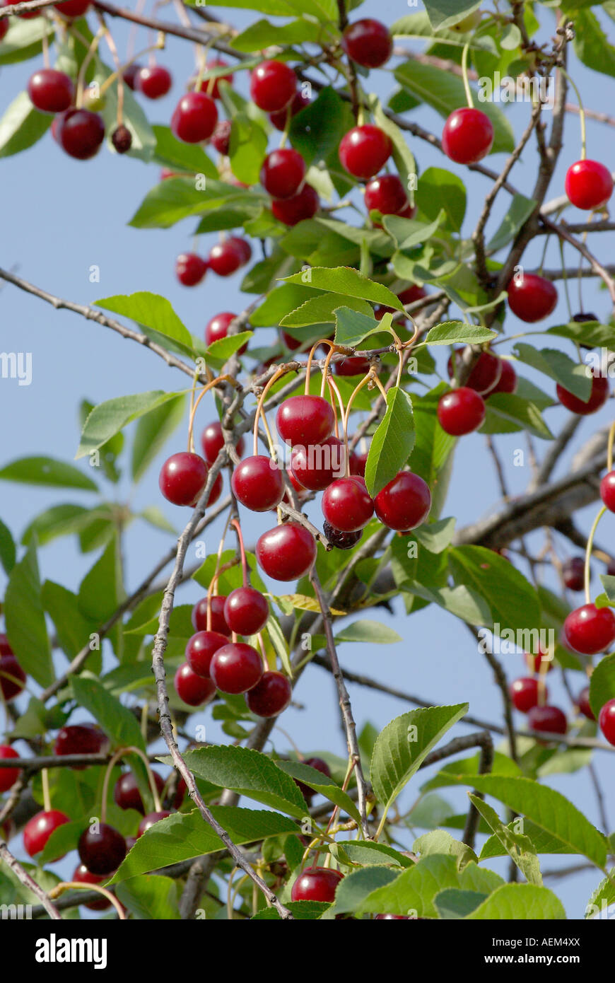 Morello cherry fruit tree hi-res stock photography and images - Alamy