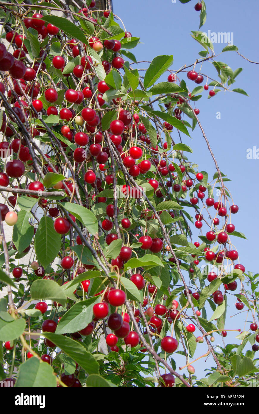 Morello cherry fruit tree hi-res stock photography and images - Alamy