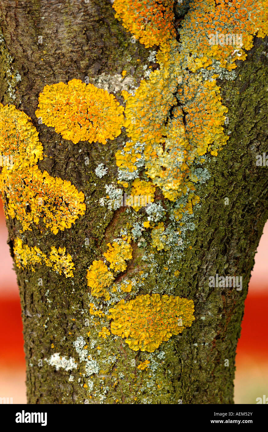 Lichens Growing On A Tree Stock Photo - Alamy