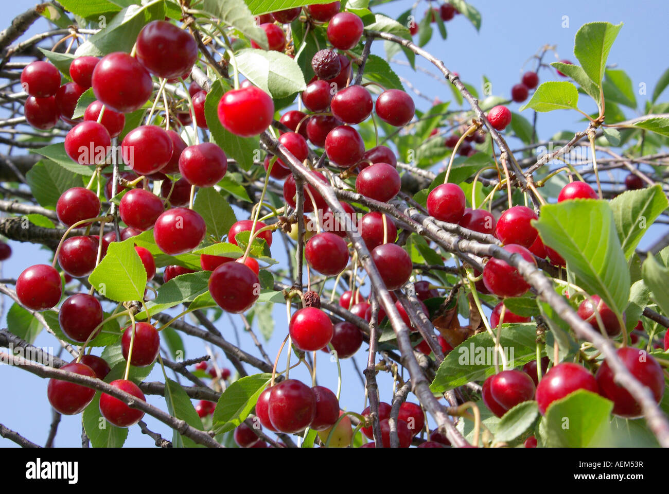 Morello cherry hi-res stock photography and images - Alamy