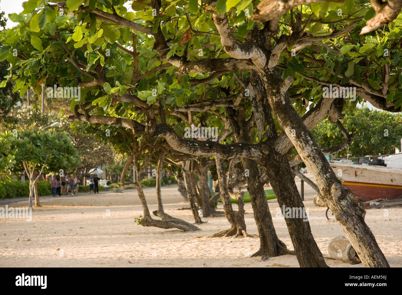 Row of trees on beach with boat in background Stock Photo - Alamy
