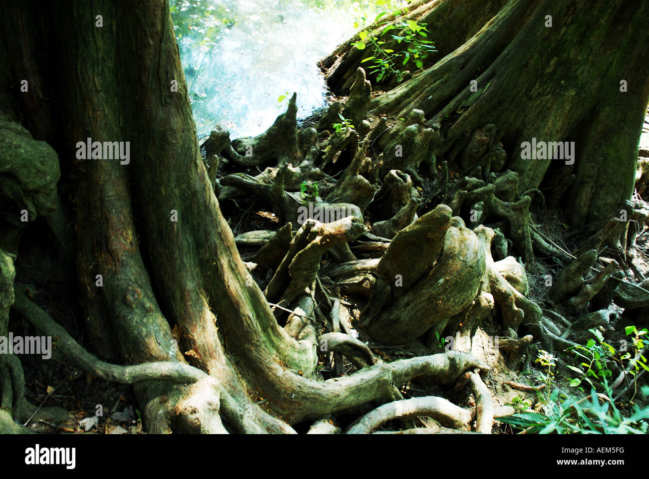 Arkansas swamp hi-res stock photography and images - Alamy