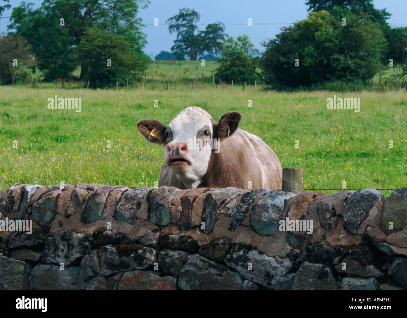 Cow markings hi-res stock photography and images - Alamy