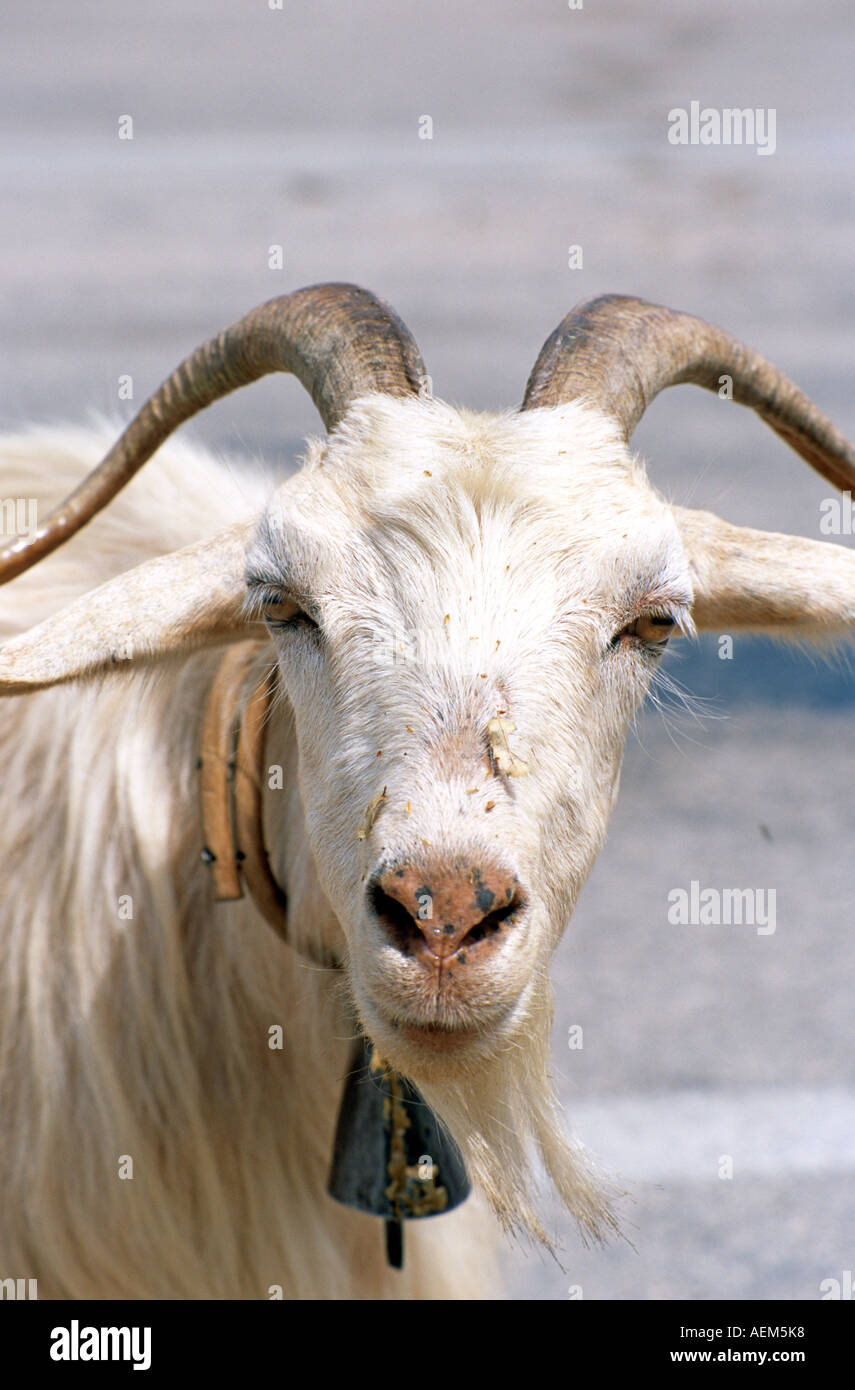 Goat, Kefalonia, Greece Stock Photo - Alamy