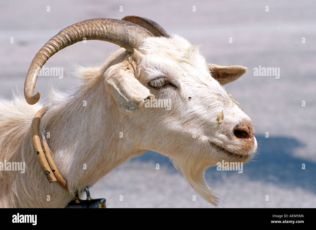 Goat, Kefalonia, Greece Stock Photo - Alamy