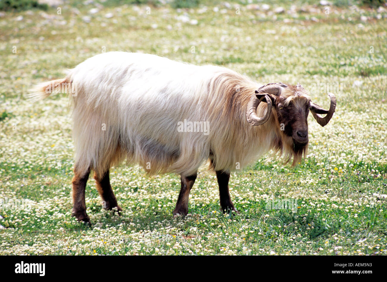Goat, Kefalonia, Greece Stock Photo - Alamy