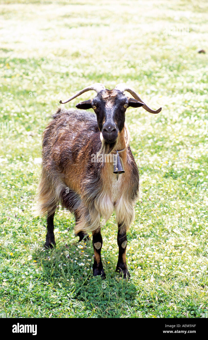 Goat, Kefalonia, Greece Stock Photo - Alamy