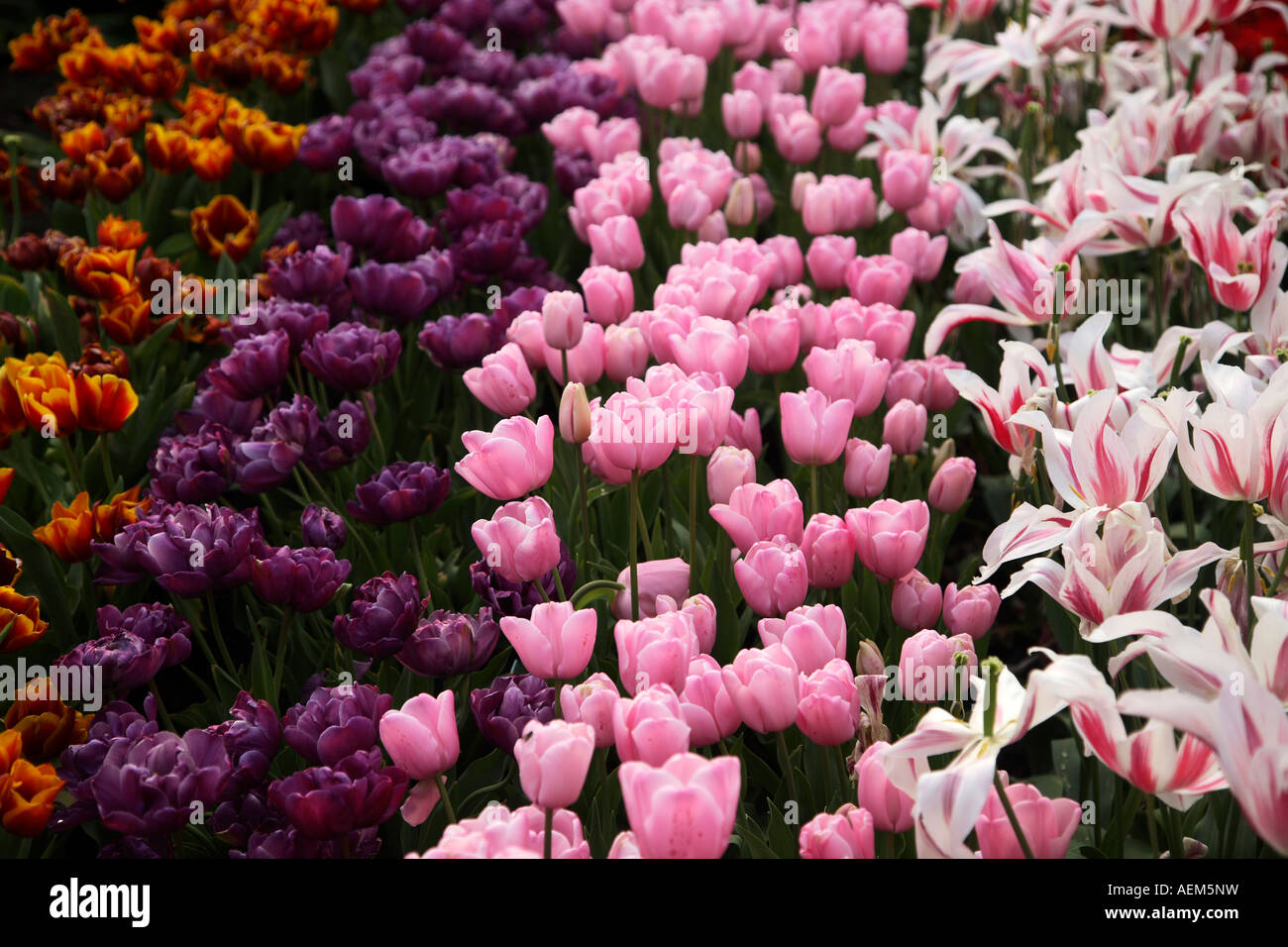 Row of tulips Stock Photo - Alamy