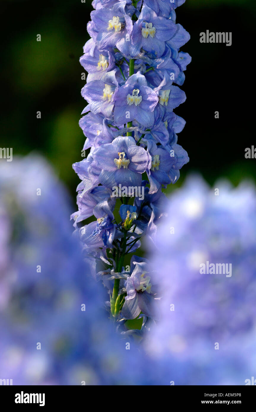 Tall delphinium flowers hi-res stock photography and images - Alamy