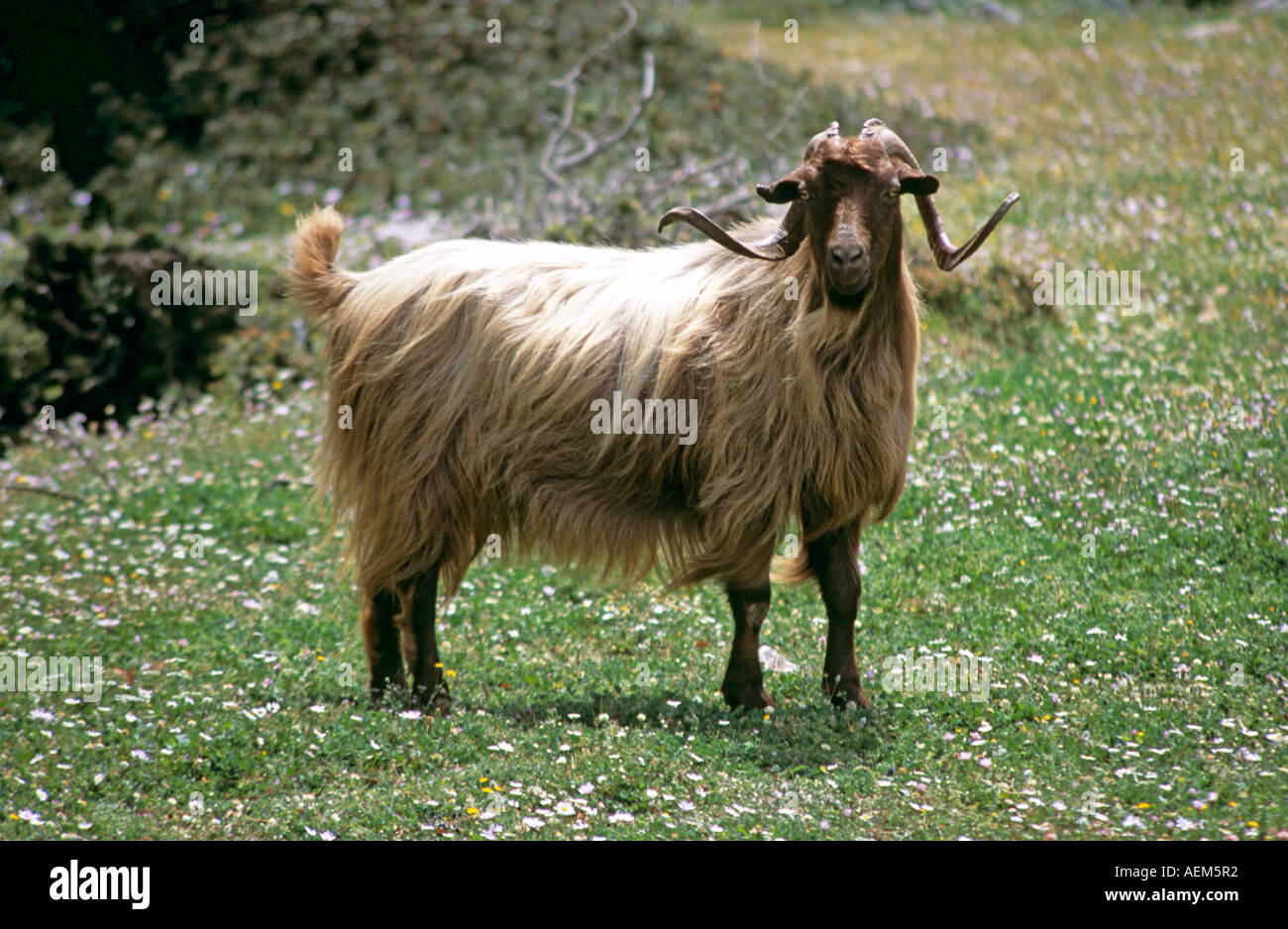 Goat, Kefalonia, Greece Stock Photo - Alamy