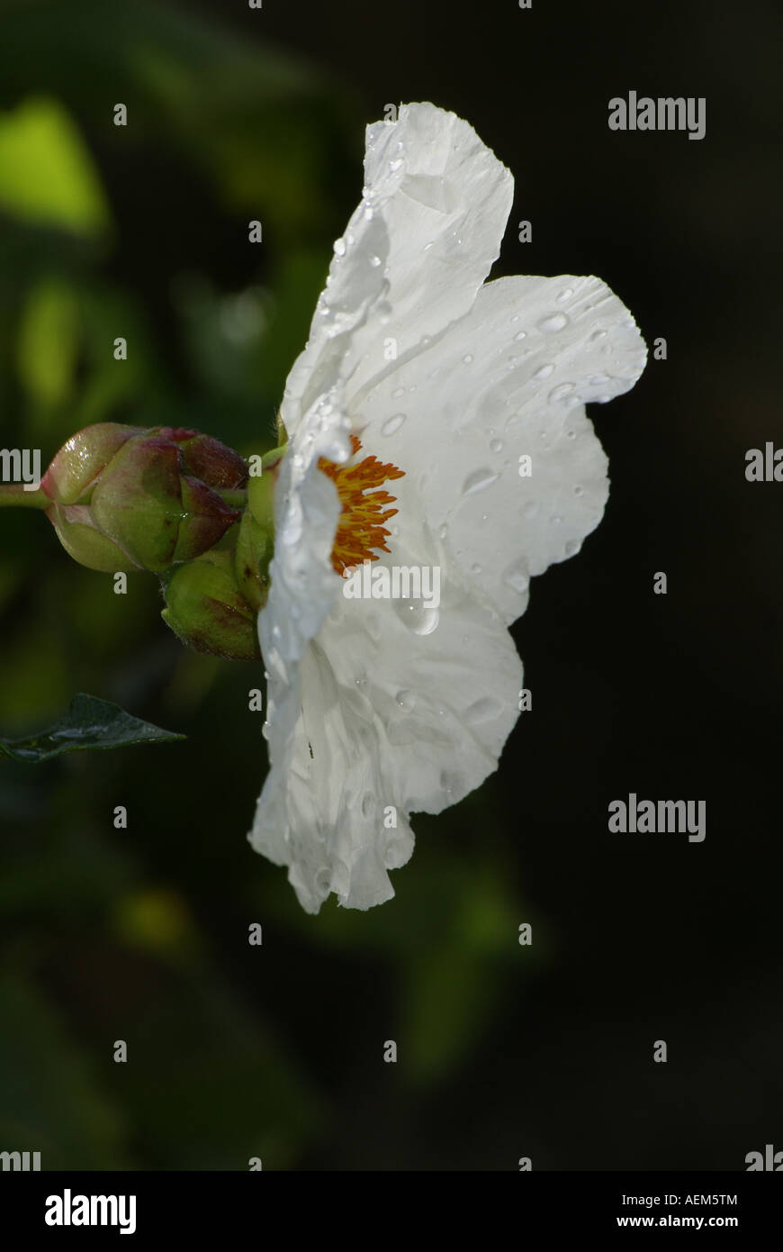 White dew drenched flower with yellow center Stock Photo - Alamy