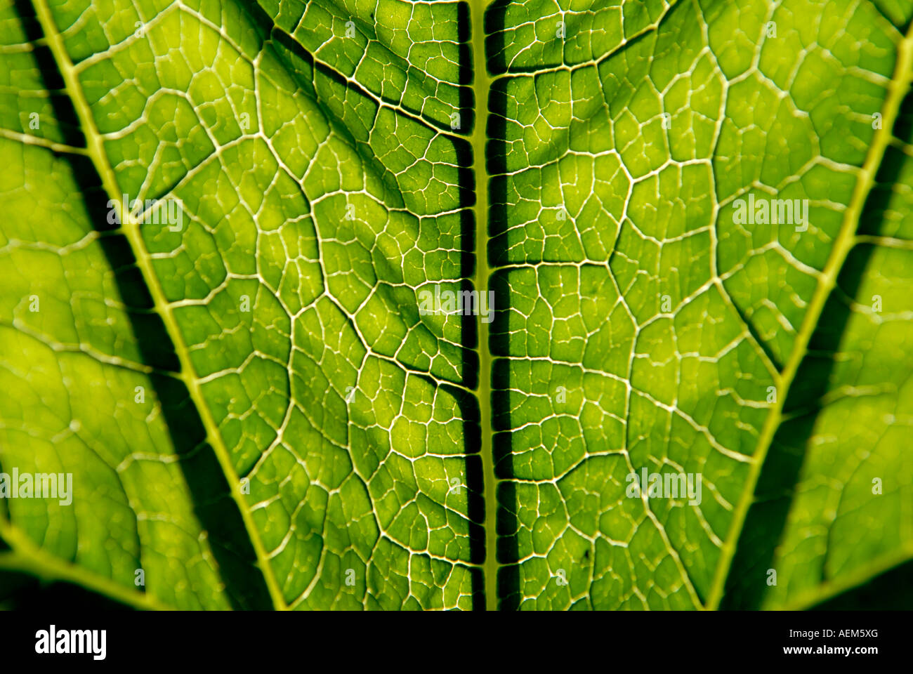 A leaf from an organic courgette plant, Shropshire, UK Stock Photo - Alamy