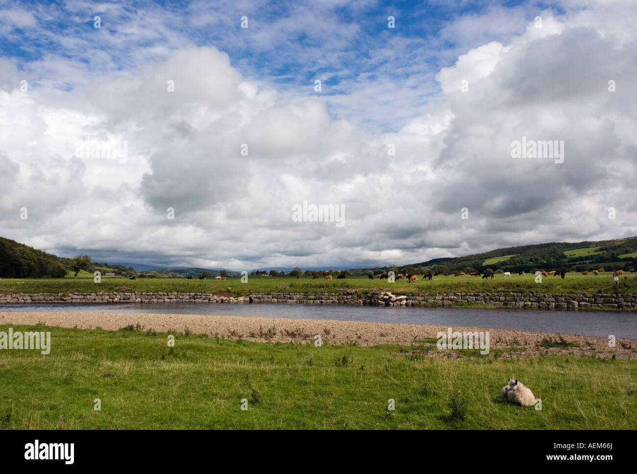 Sheep and cattle in field at the Crook o Lune in Lancaster Stock Photo ...