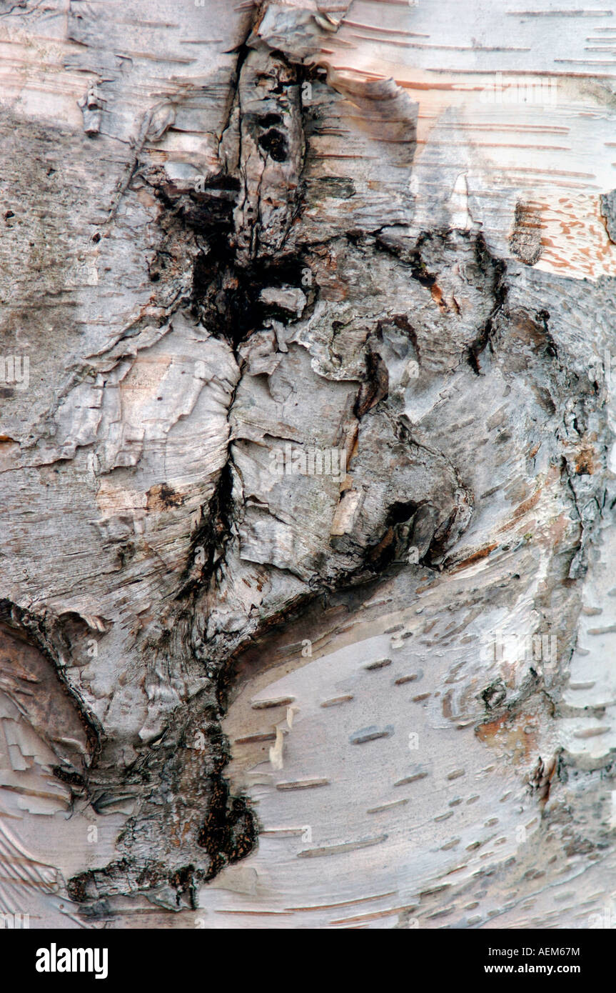Silver Birch Tree Bark Stock Photo - Alamy