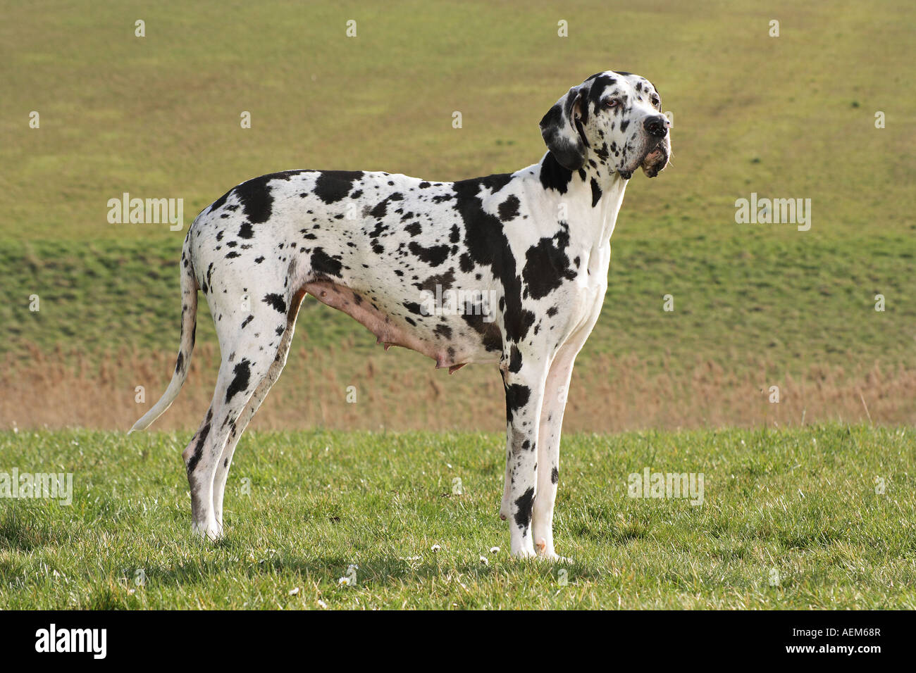 Boarhound hi-res stock photography and images - Alamy