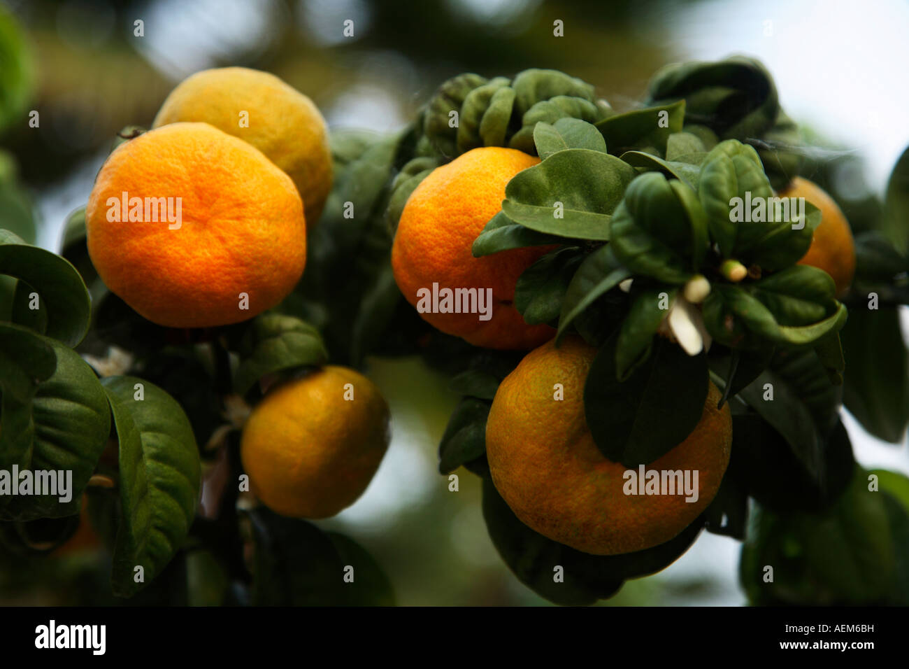 orange tree in Spain Stock Photo - Alamy