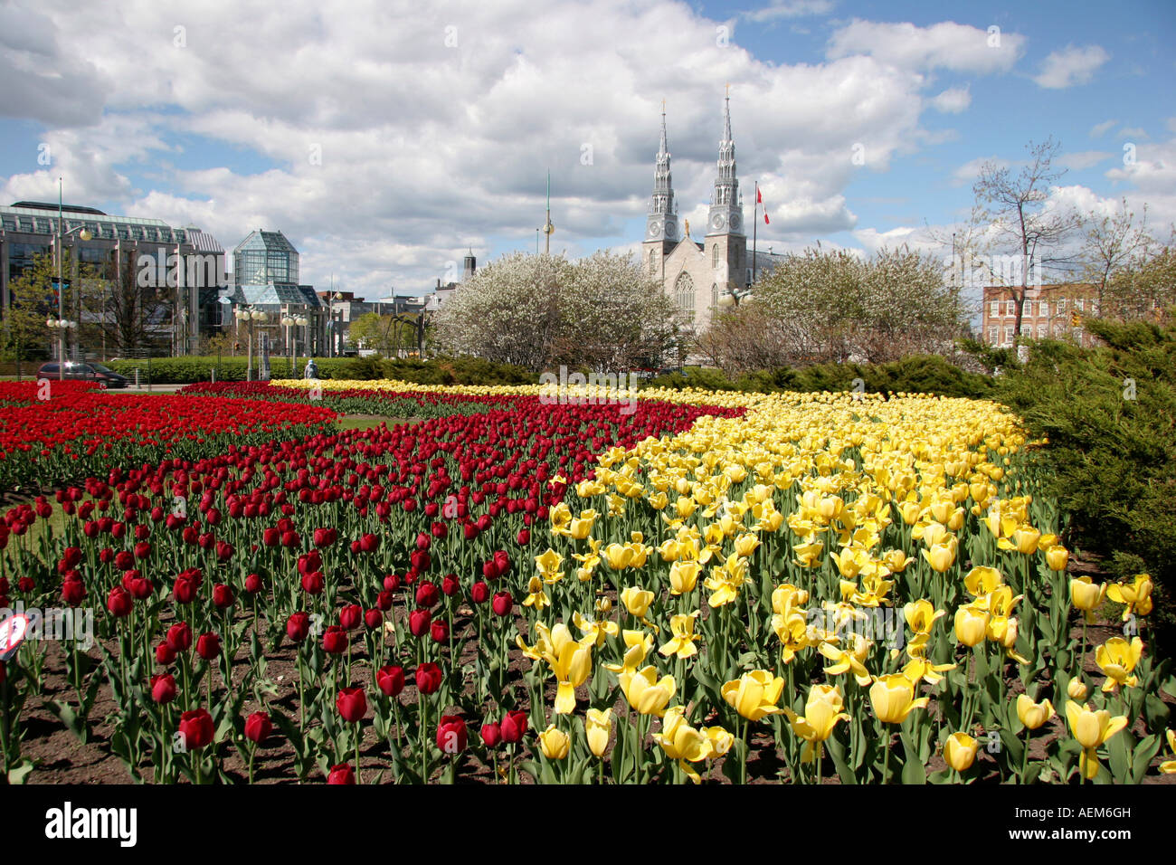Spring time with tulips in Canada Ontario Ottawa Capital of Canada ...