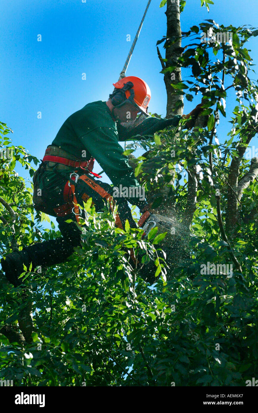 Tree Felling Flintshire North East Wales Stock Photo - Alamy