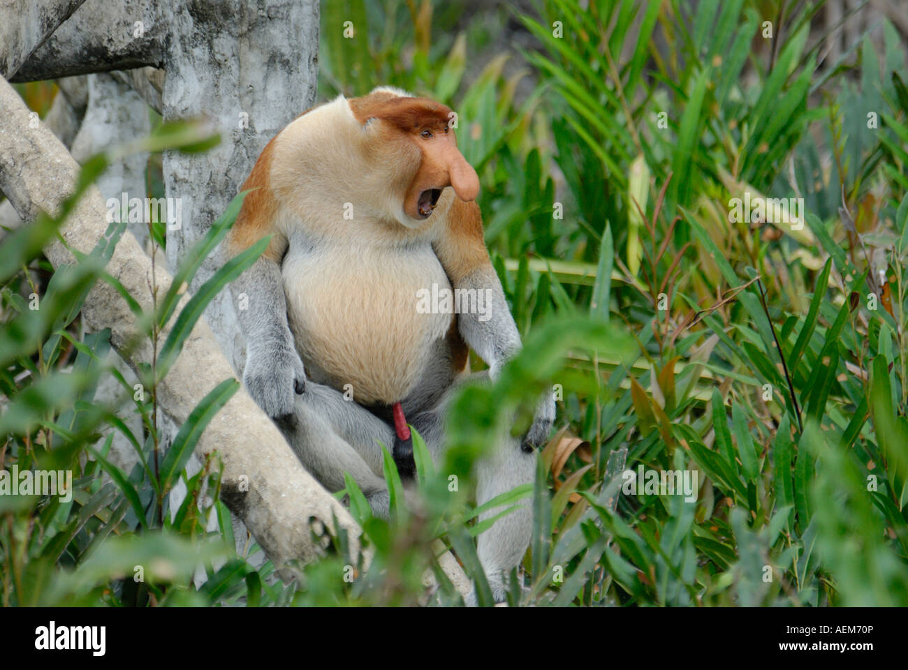 Male Proboscis monkey Stock Photo - Alamy