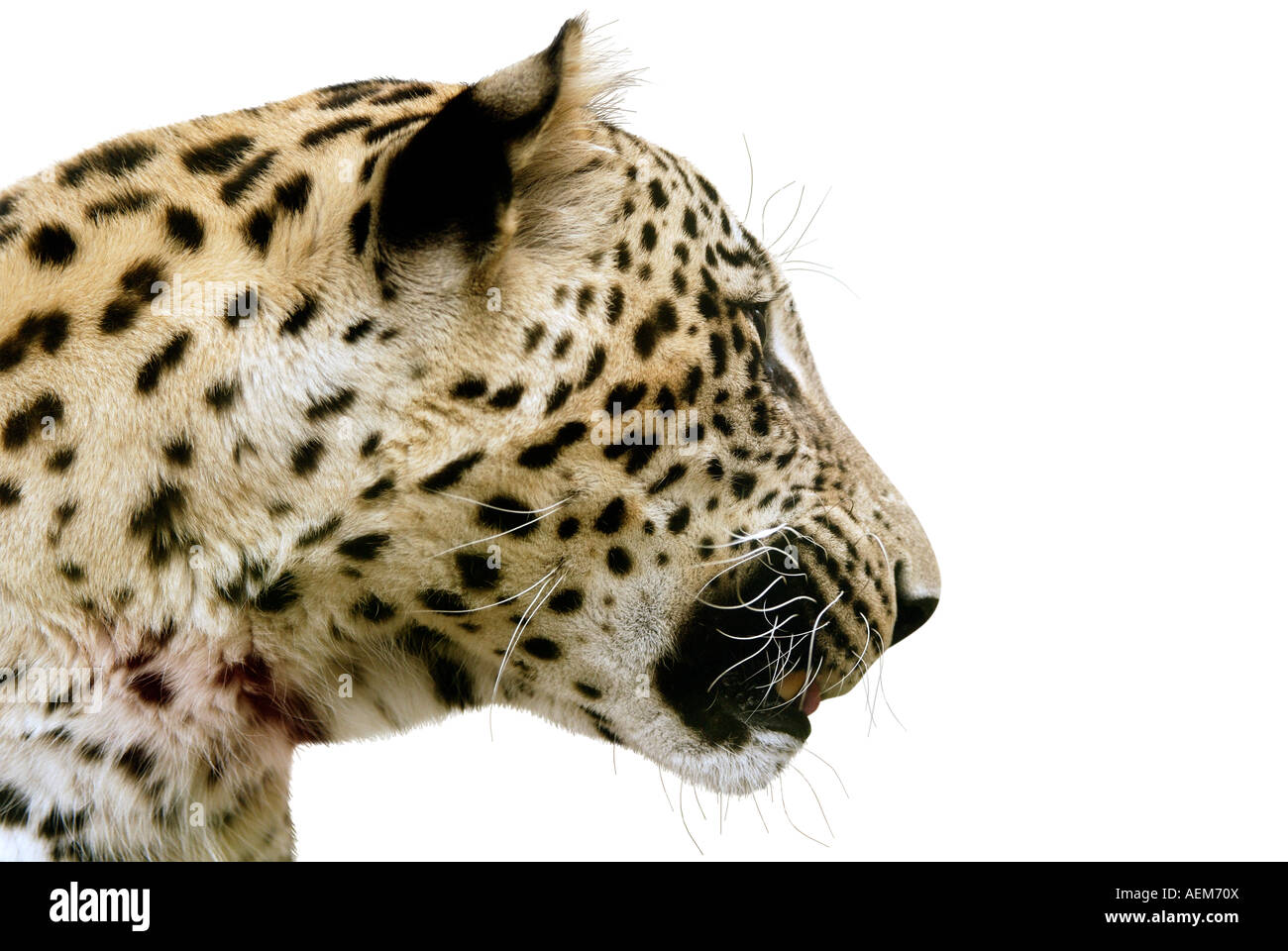 Leopard white background Stock Photo - Alamy