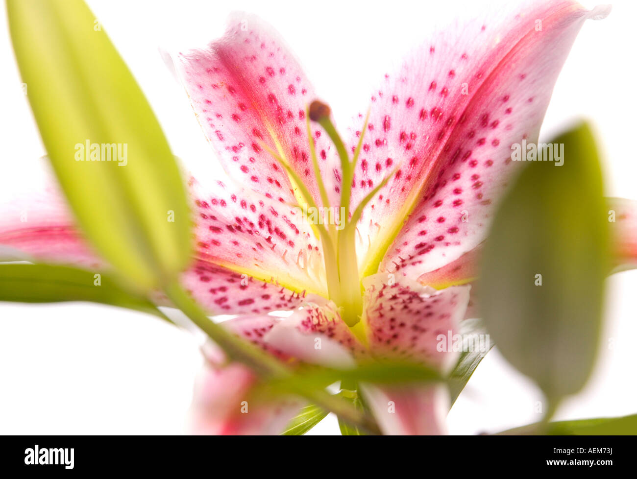 Pink and white lily with green leaves and unopened buds, on a white ...
