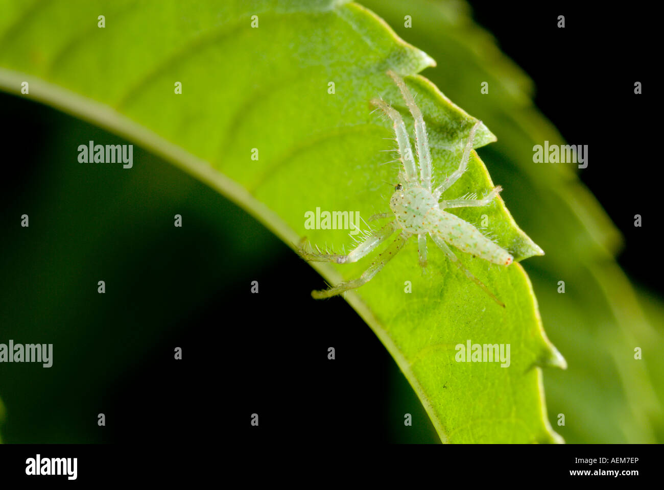 Translucent spider on a leaf Stock Photo - Alamy